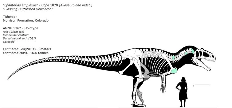 TYRANNOSAURUS VS EPANTERIAS | Fandom