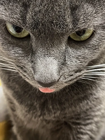 Do you think you’ll be approved by DA BEAN (the cat btw-) | Fandom