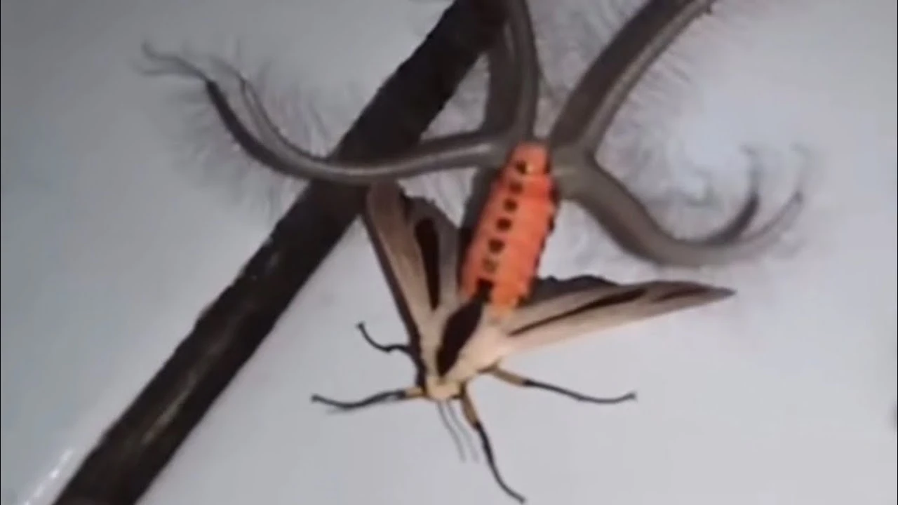 Eldritch Bug | Fandom