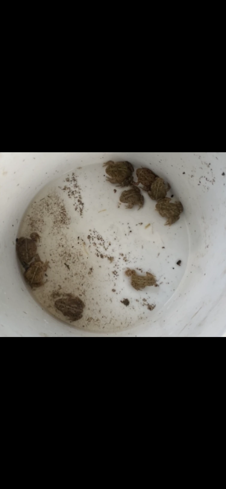 Frogs. | Fandom