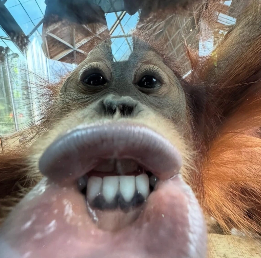 ape | Fandom
