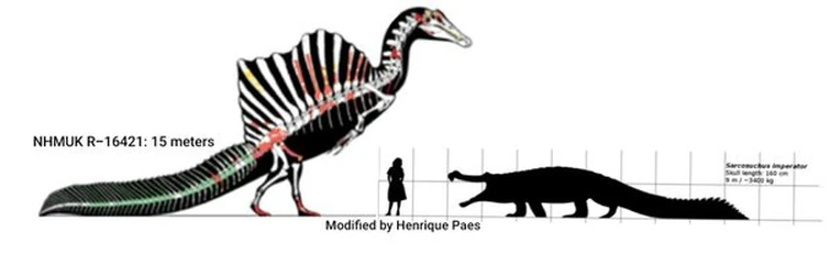 Sarcosuchus Size Comparison Rheic 1/35 Sarcosuchus Model – Lana Time