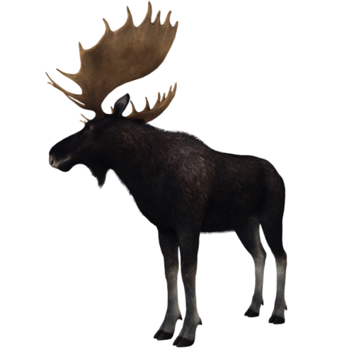 Moose | 7 Days To Live (Roblox) Wiki | Fandom
