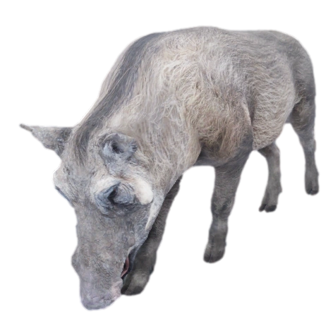 Boar | 7 Days To Live (Roblox) Wiki | Fandom