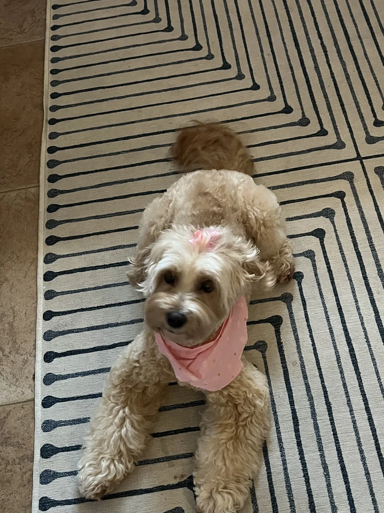 EVERYONE SHUT UP AND APPRECIATE MY DOGGO | Fandom