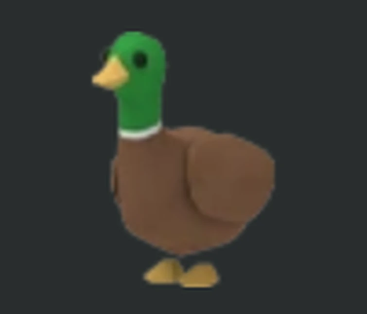 are drakes called mallard ducks irl? | Fandom