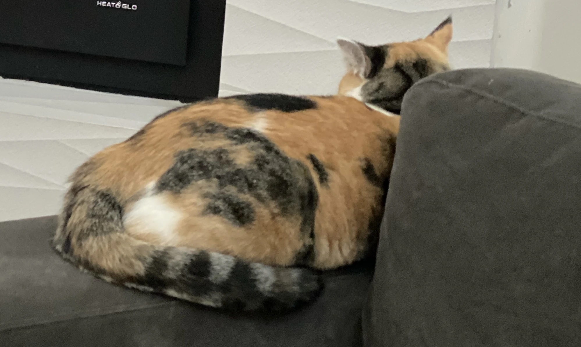 Daily Cat Image #73 | Fandom