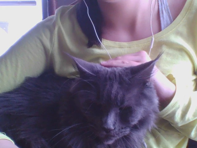 Me and my cat: | Fandom