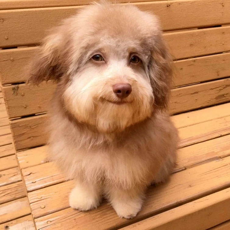 Anyone who wants to suggest a character can reply to this image | Fandom