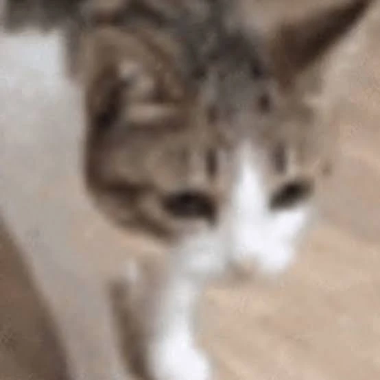 d cat (a concept for now) | Fandom