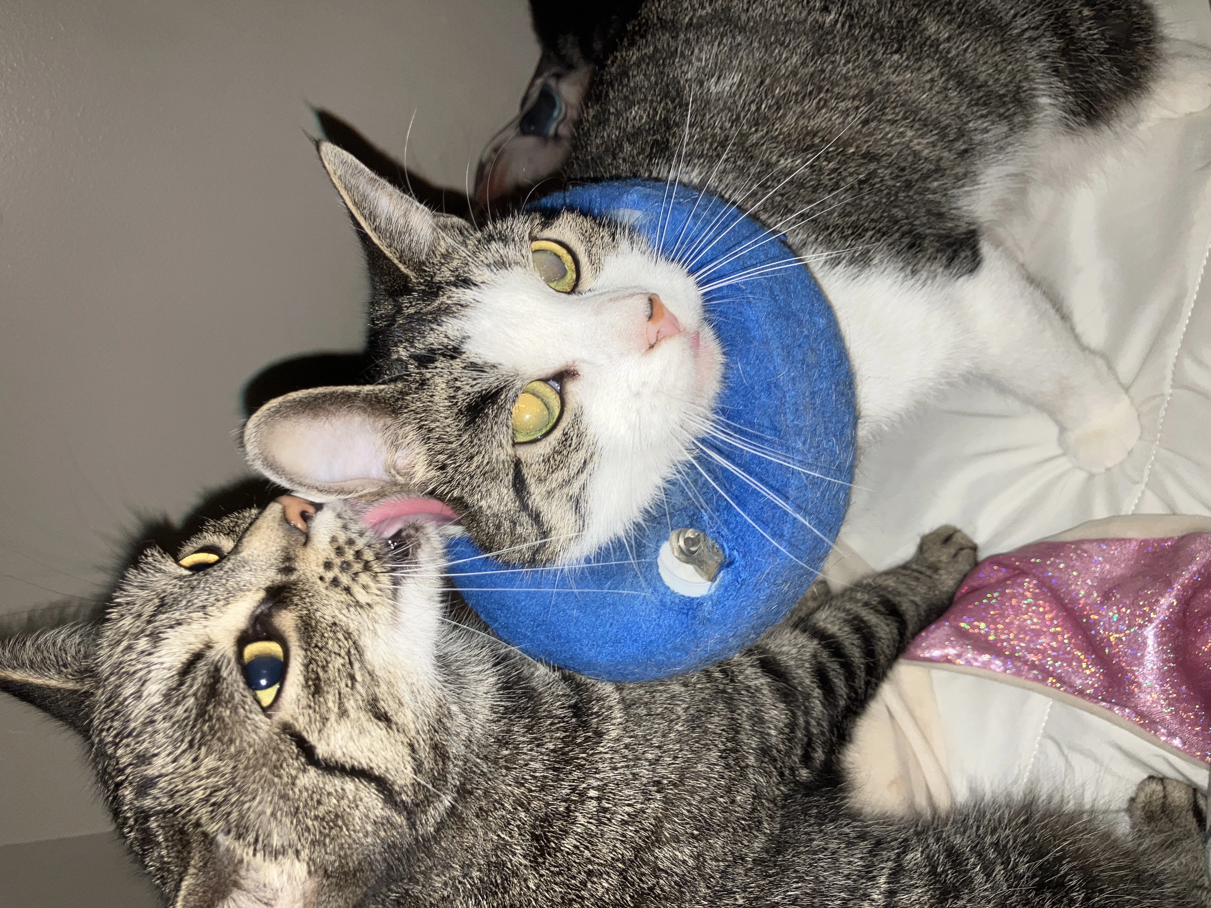 Hiii…heres my STUPID ASS cats | Fandom