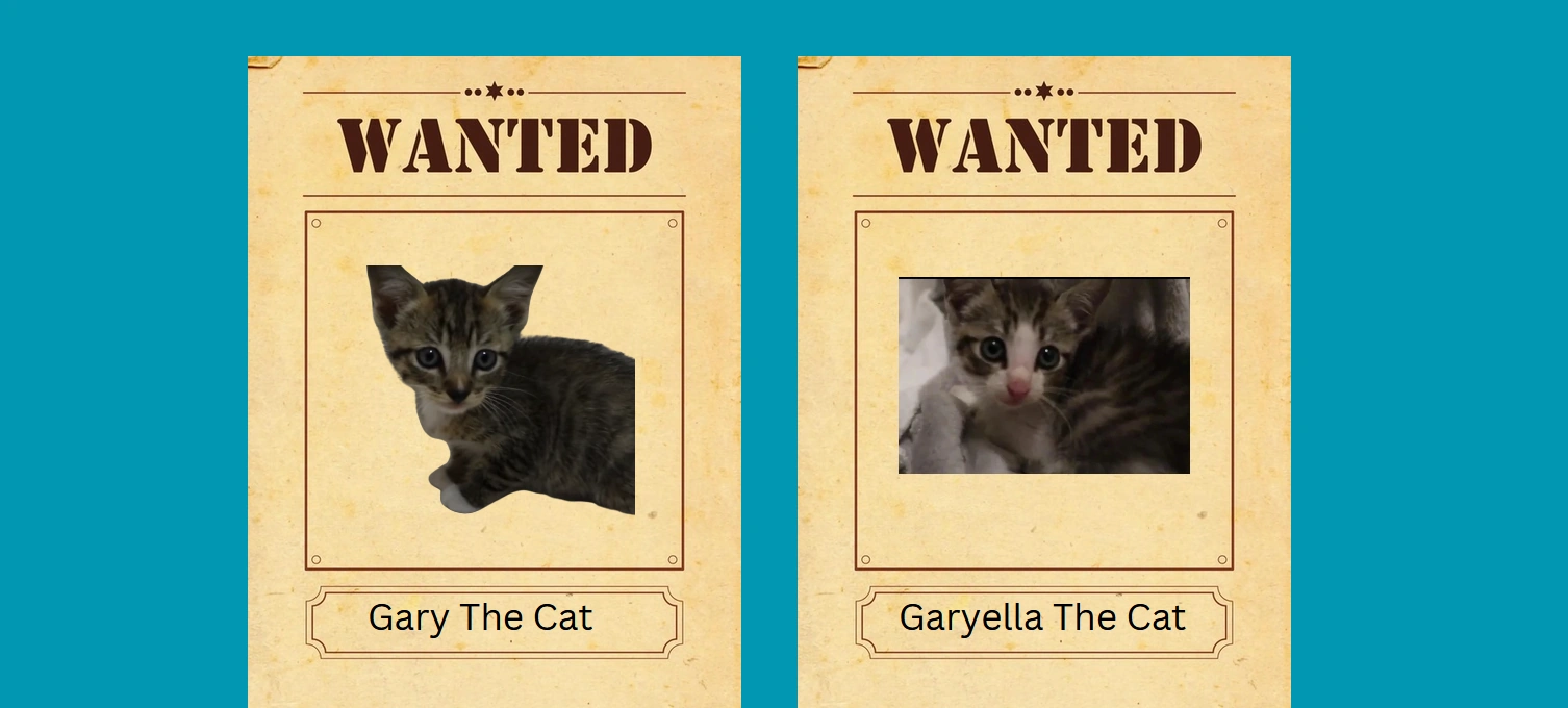 WANTED CATS | Fandom