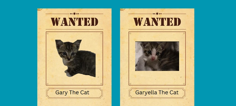 WANTED CATS | Fandom