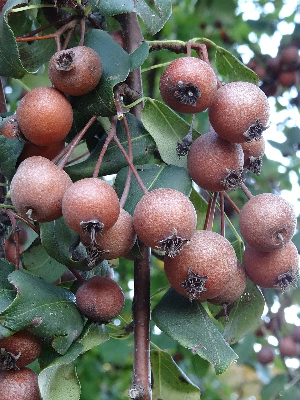 My favorite Rare Pear😊 | Fandom