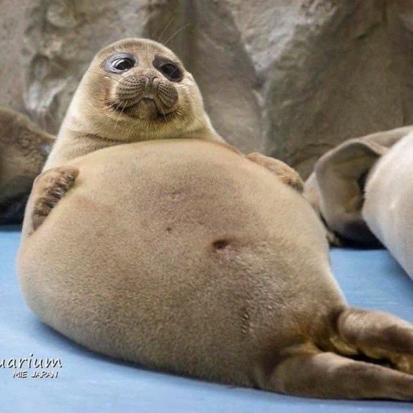 LF ,,,, glowtail halluc ,,,, | Fandom