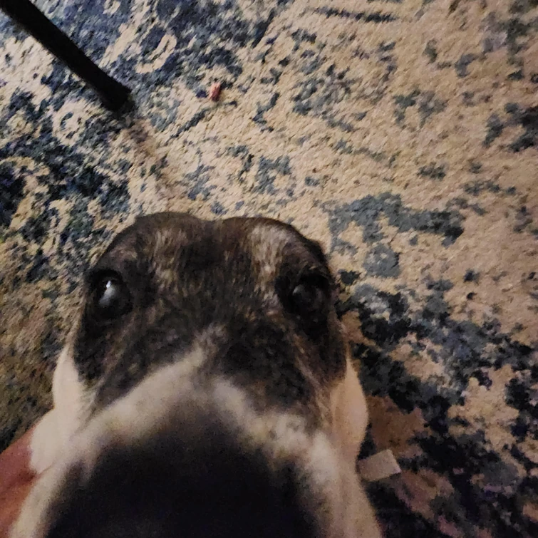 Overview of my Railblade + Frostdraw Build | Fandom