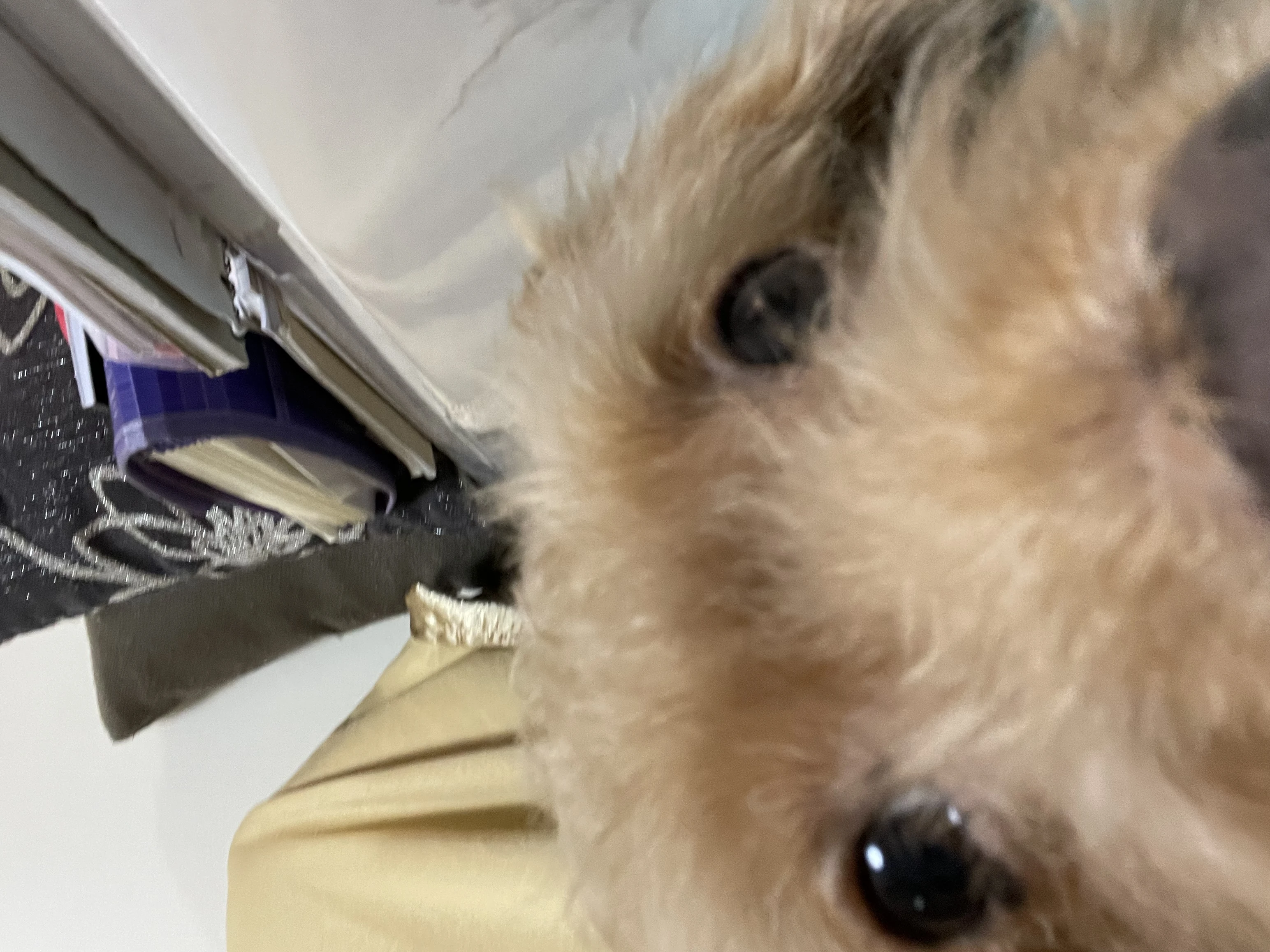 Random trend Ig | Fandom