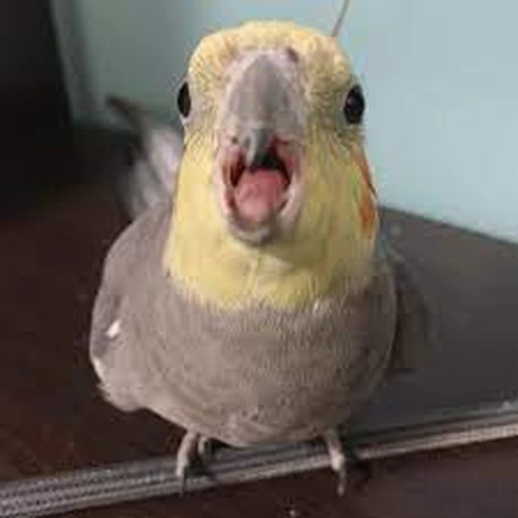 Discuss Everything About Alex the Honking Bird Wiki | Fandom