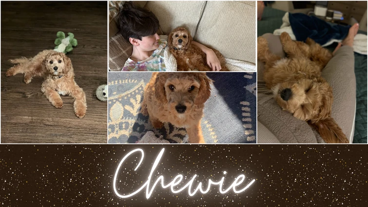 eternal sunshine font | Fandom