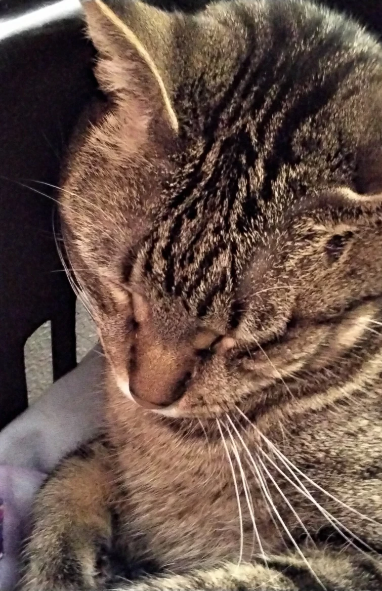 Can my cat tell if I don't eat enough? | Fandom