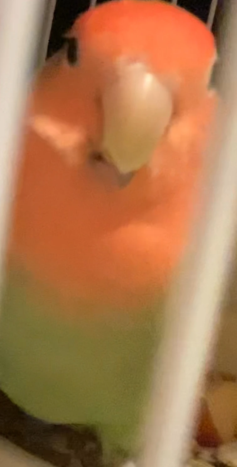 Revealing cute birb picture at 1 like and better pic at 3 | Fandom