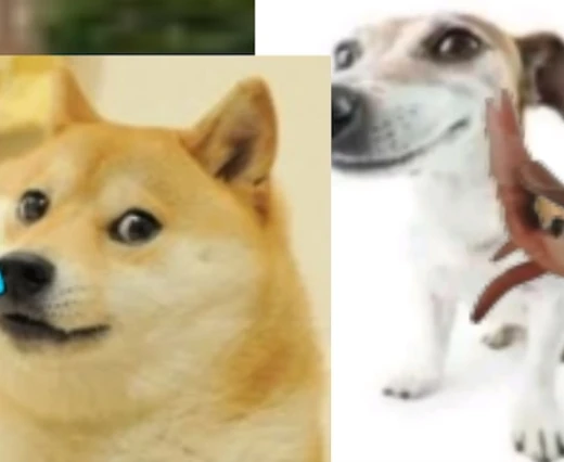 Boppity cat 14 leak! | Fandom