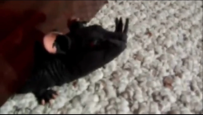 Black rat death | Fandom