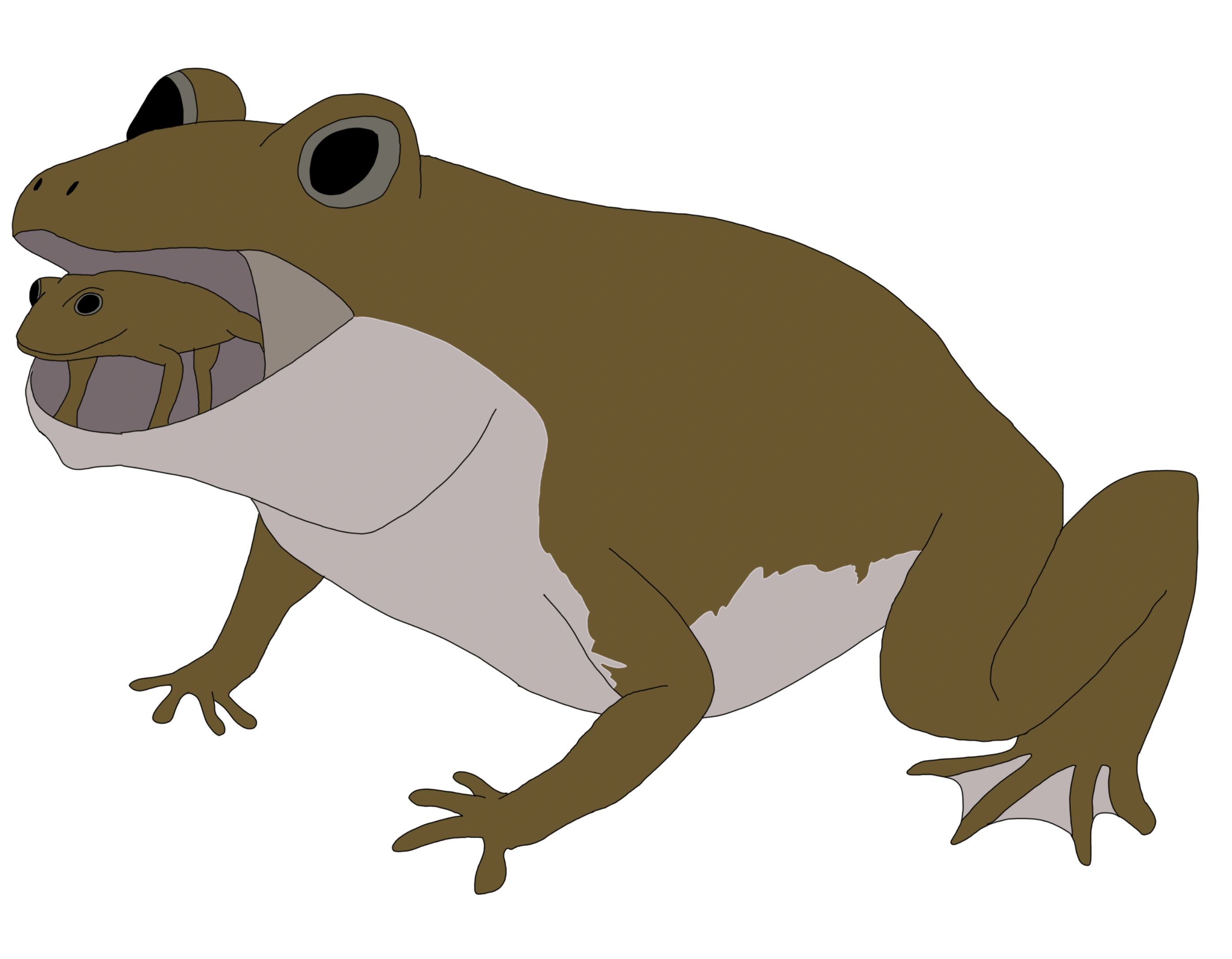 Gastric-brooding frog | Fandom
