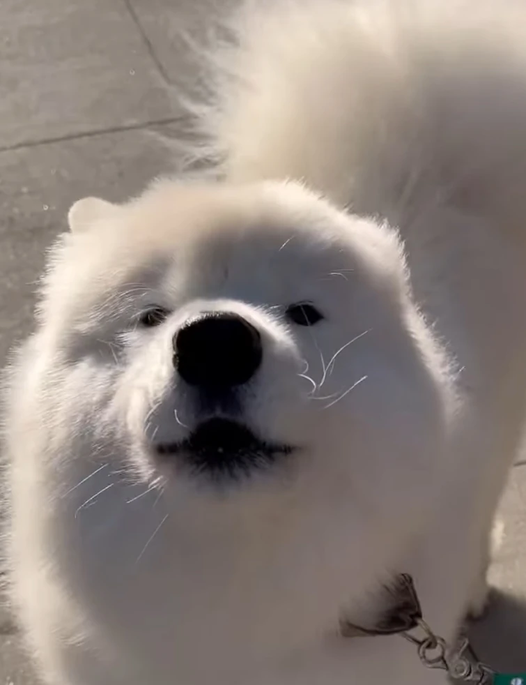 Discuss Everything About Dragon Adventures Wiki | Fandom