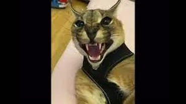 WWW (yes I'm back to doing this) | Fandom