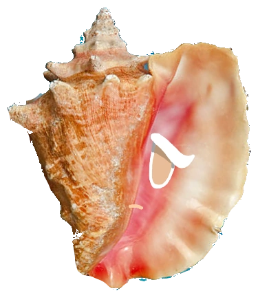 what happened to conch shell cookie ☠️☠️ | Fandom