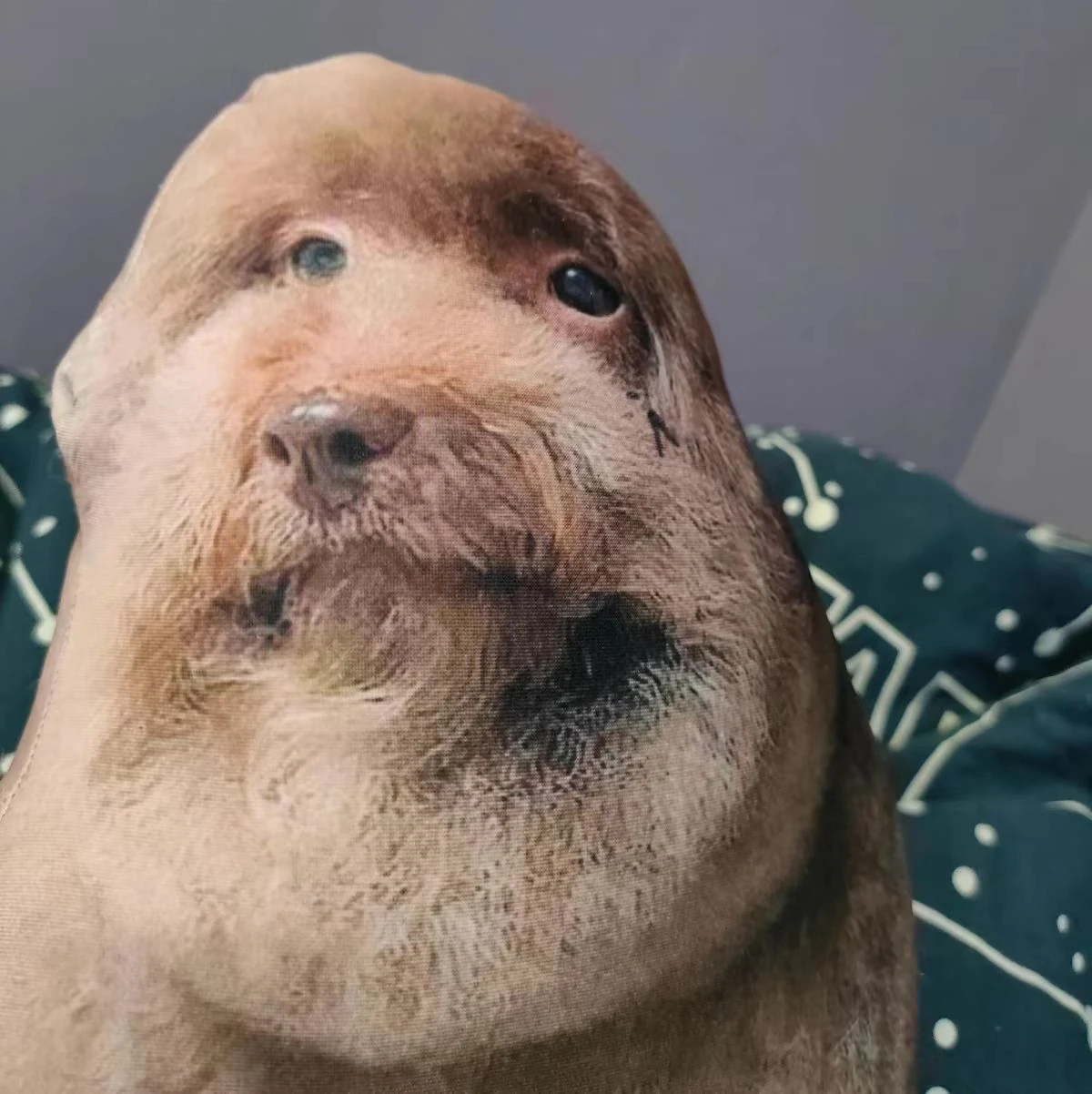 face reveal rn | Fandom