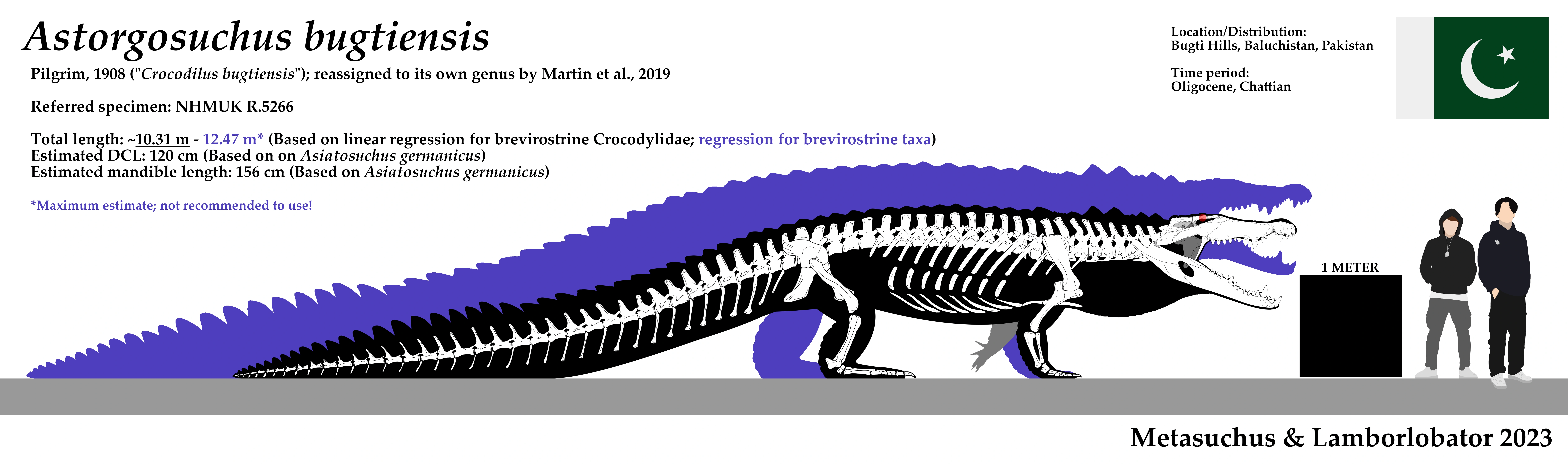 Astorgosuchus skeletal | Fandom