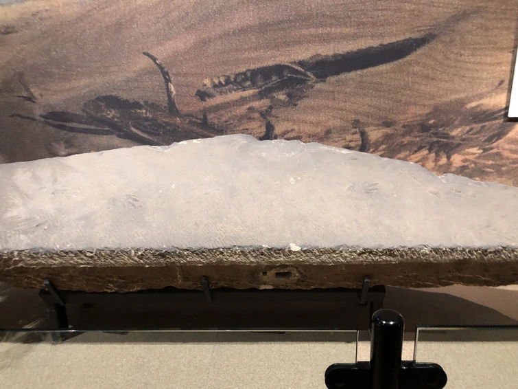 What was Chirotherium? | Fandom