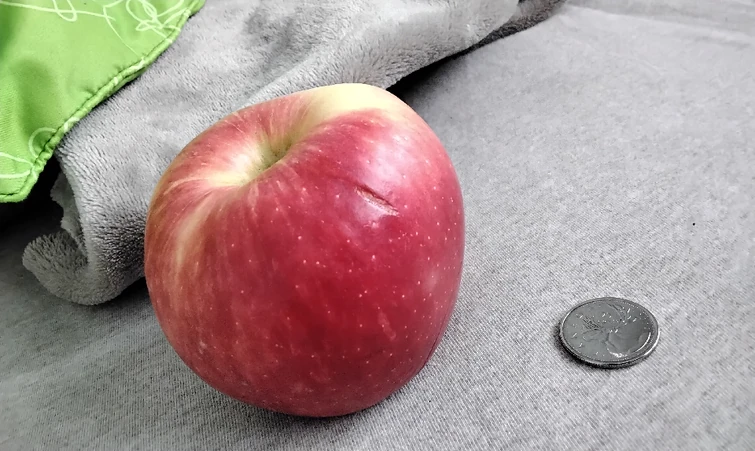 MASSIVE apple | Fandom