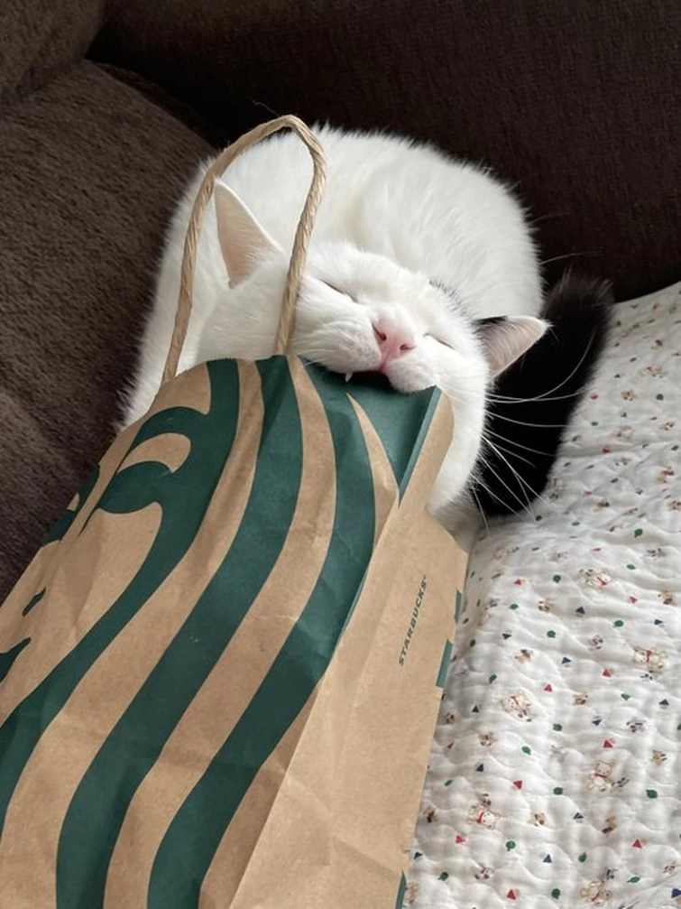 images of jermbo | Fandom