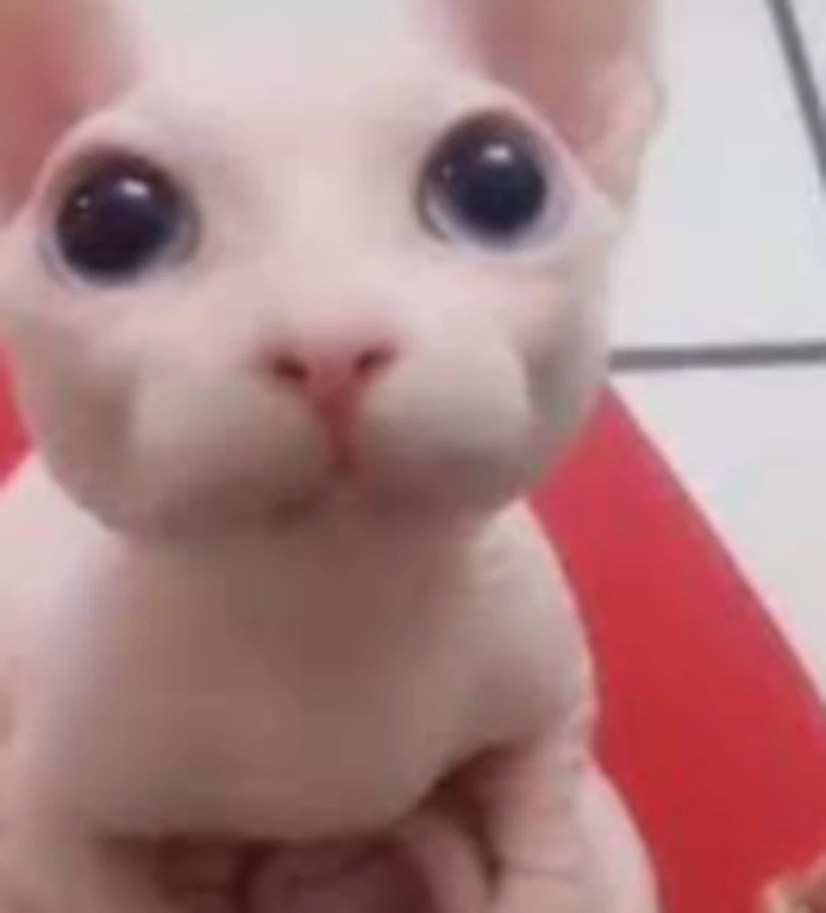 Alguien ha notado que Bingus se parece a Mew? | Fandom