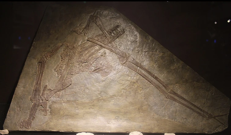 Discuss Everything About Dinopedia | Fandom