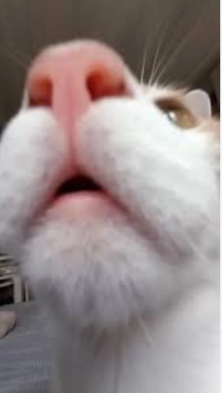 top 5 goofy cat | Fandom