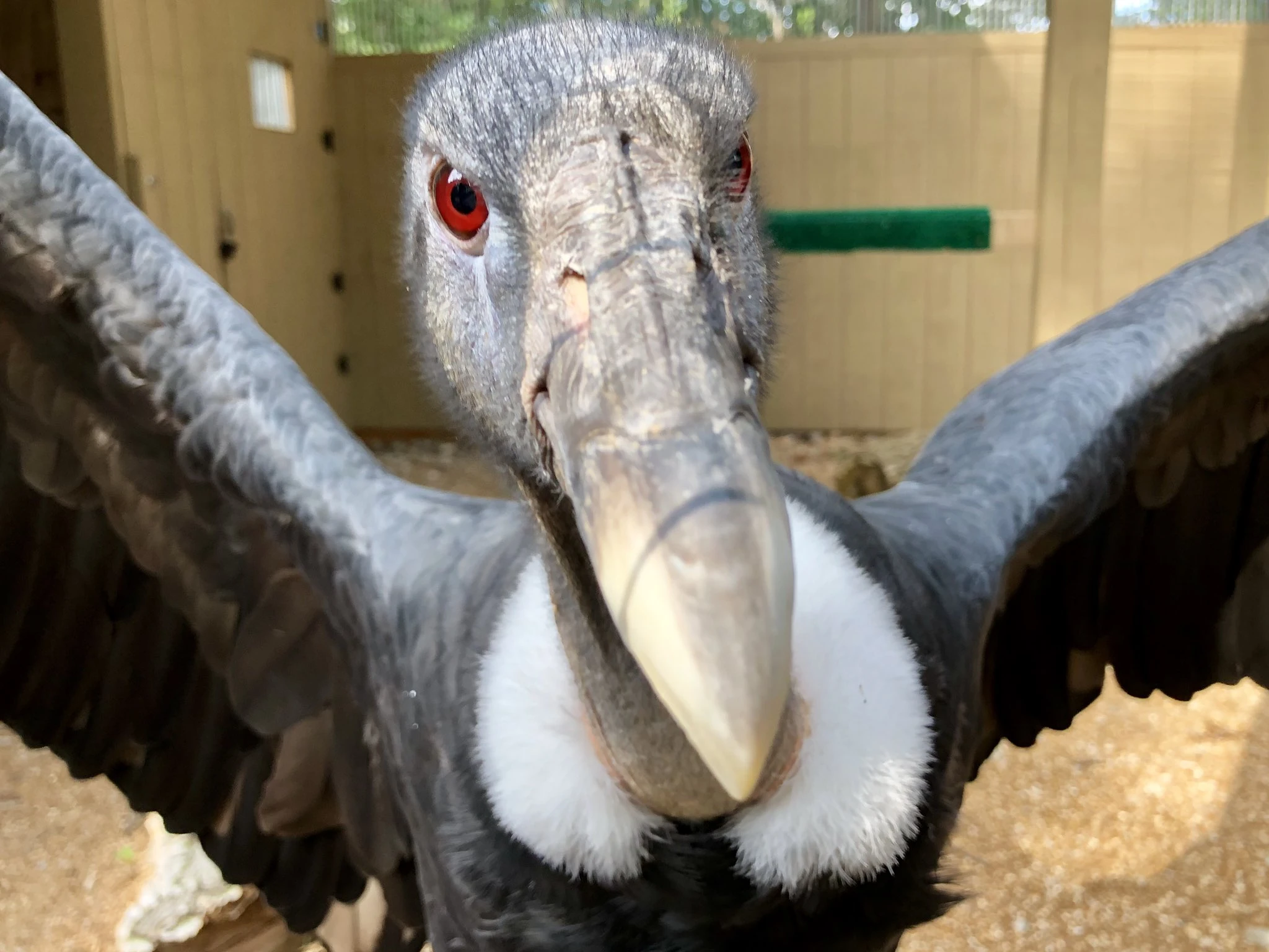 adorable condor | Fandom