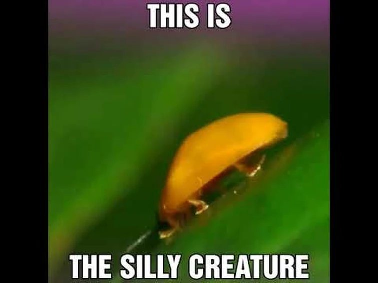 .ruby gold tortoise beetle my beloved. | Fandom