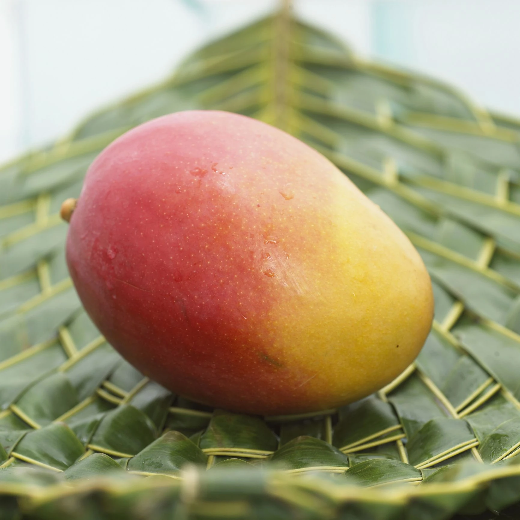 Take time to praise the almighty mango | Fandom