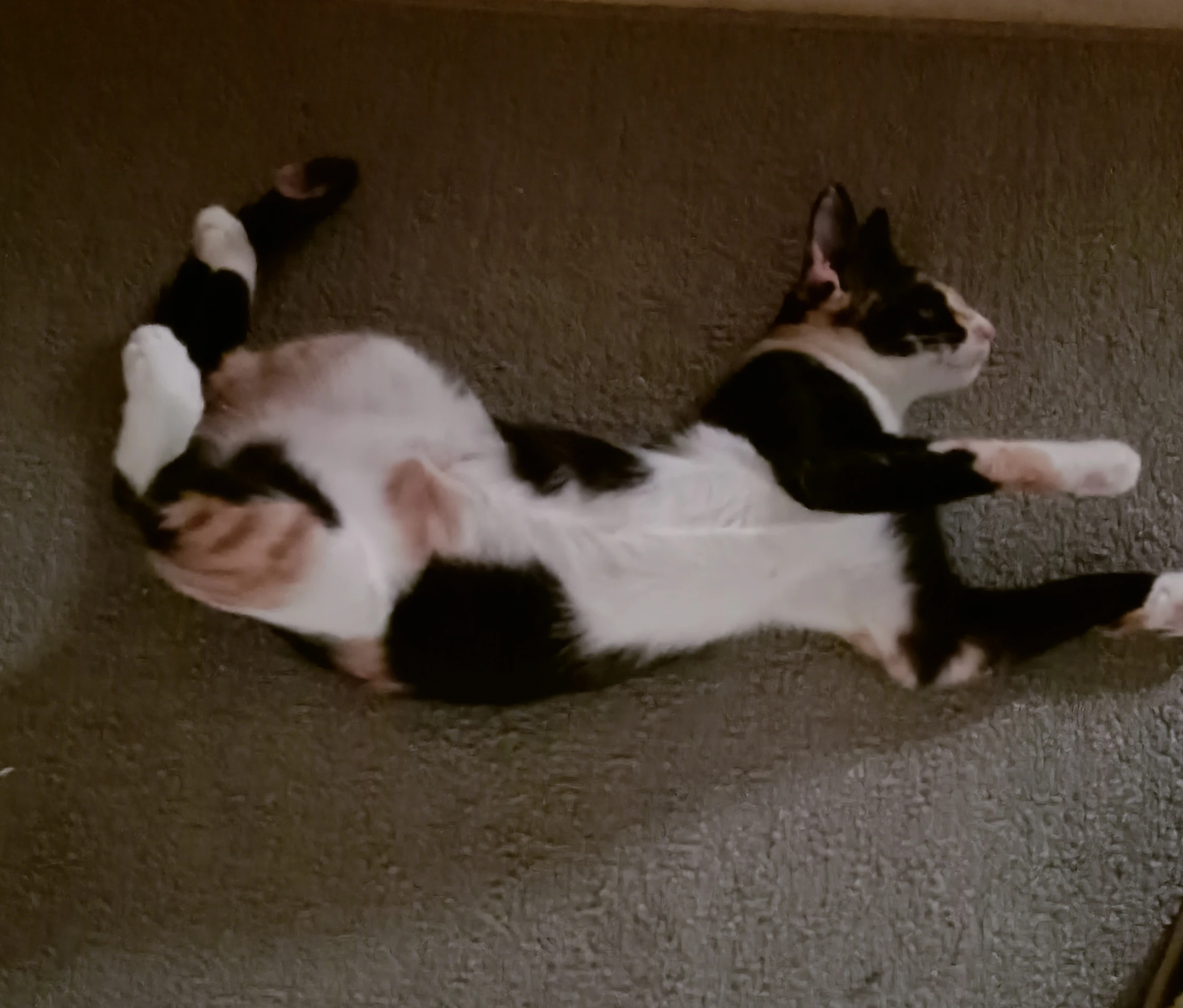 I think my cats broken | Fandom