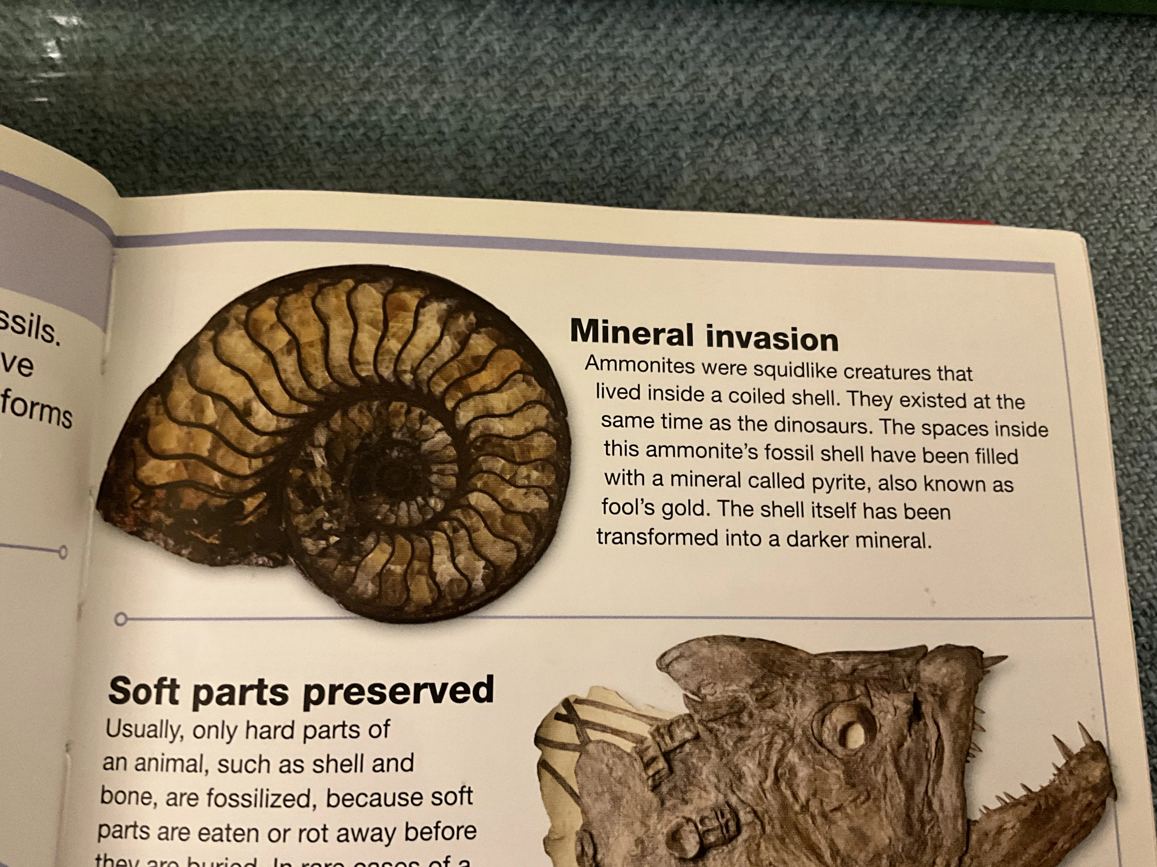 Shelly the magnificent | Fandom