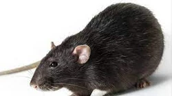 Rata negra | Wiki 72 animales peligrosos Asia | Fandom