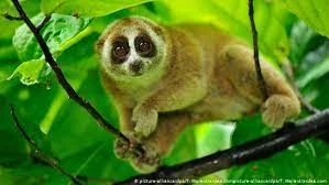 Loris perezoso | Wiki 72 animales peligrosos Asia | Fandom