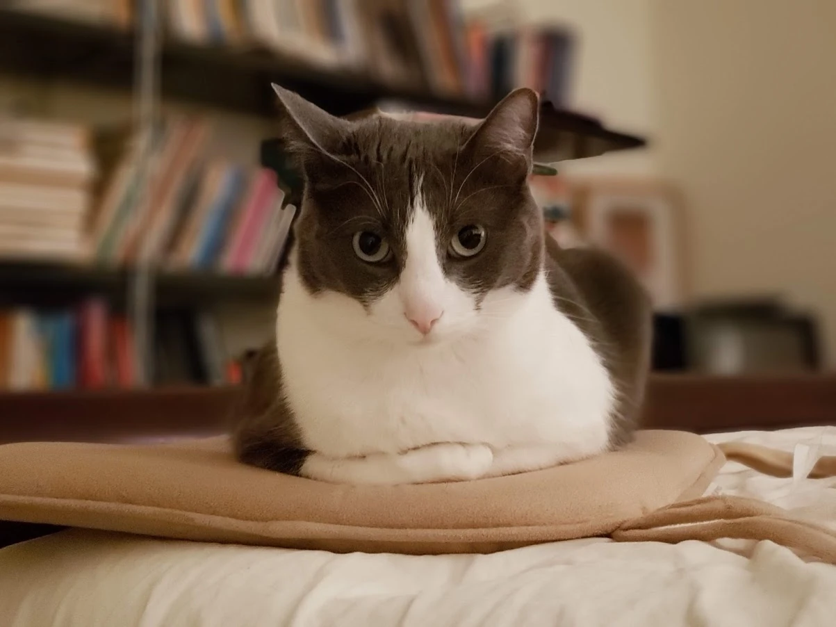 Post pictures of your pets irl | Fandom