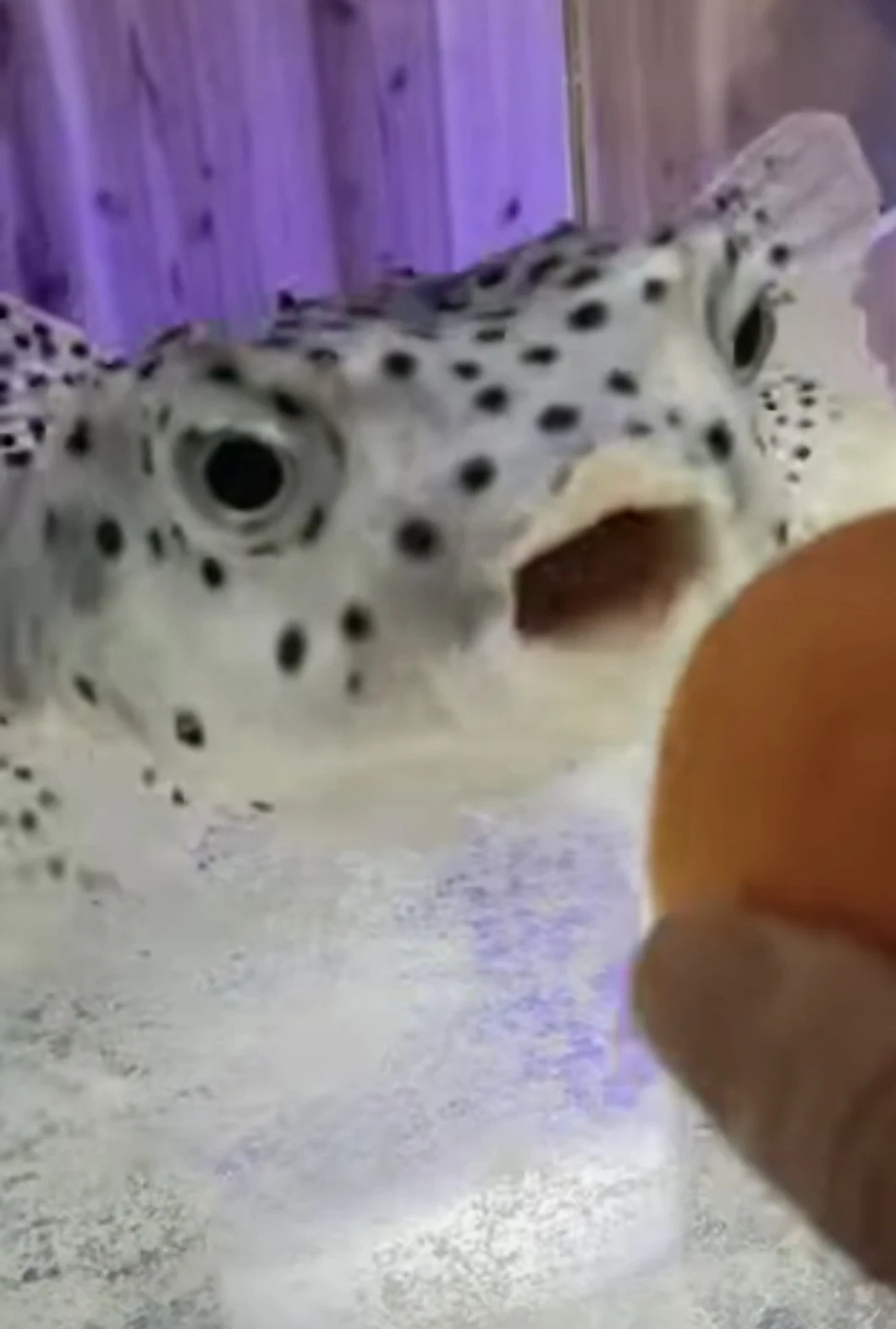 This puffer fish wants to eat that tangerine 🐡🍊 | Fandom