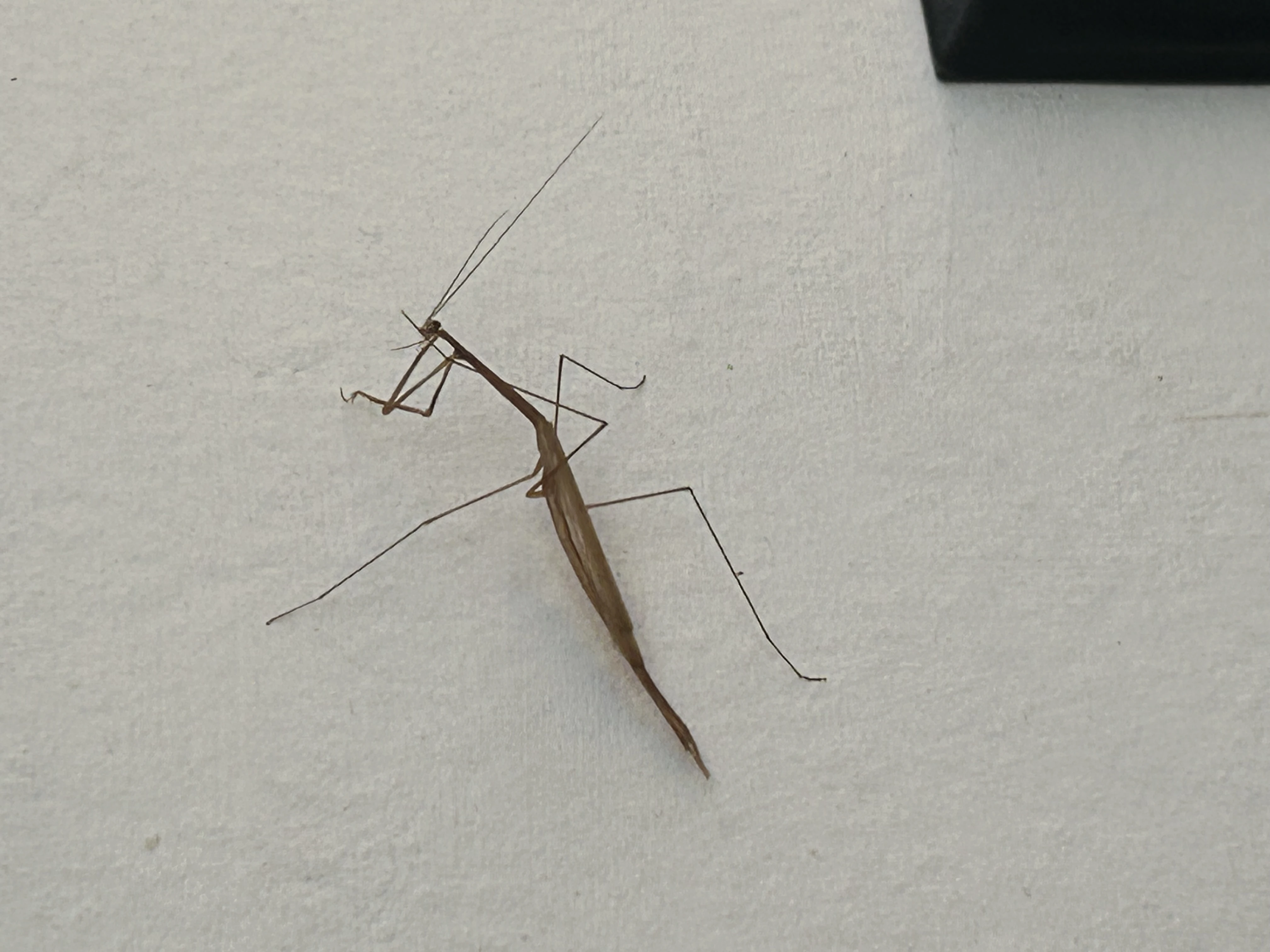 Stick Bug Fandom