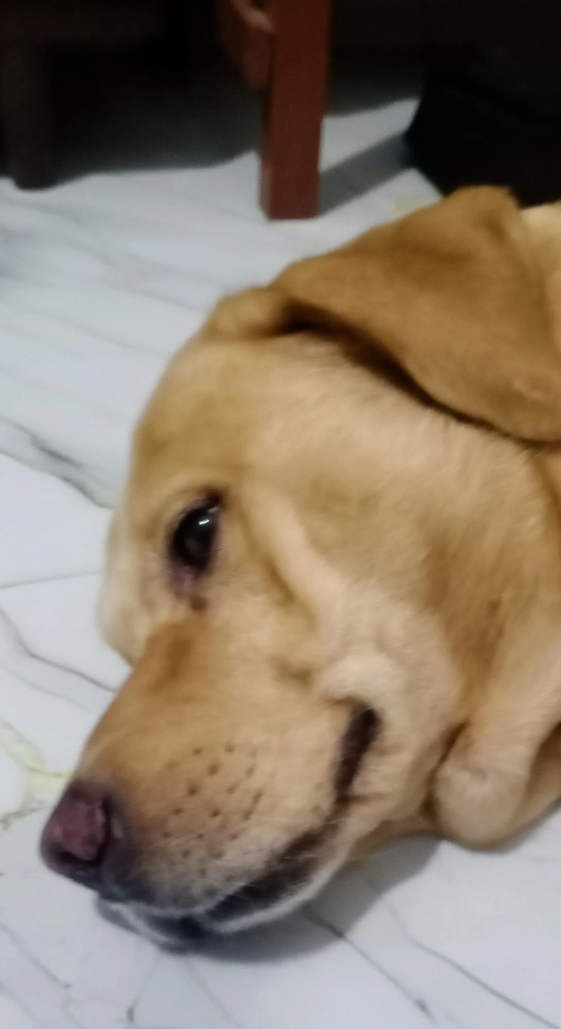 Doggo photo :> | Fandom